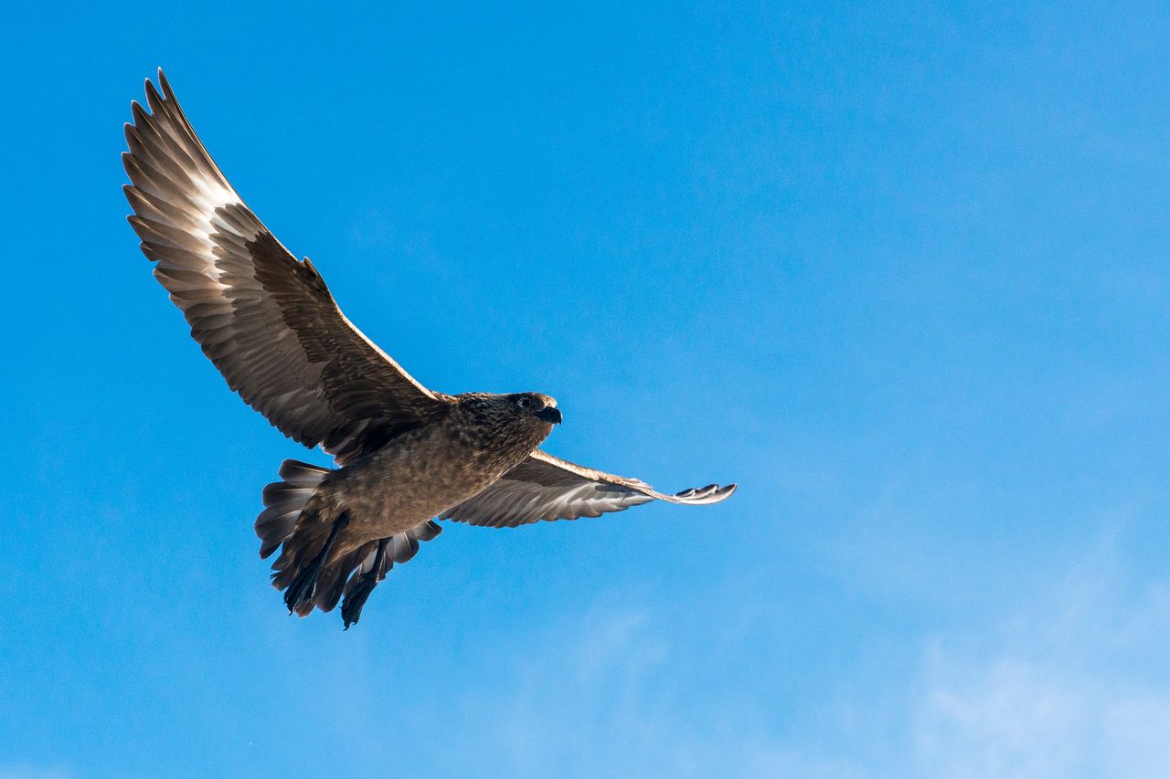 Hikers watch the sky for the great skua — the pirate of land and sea ...