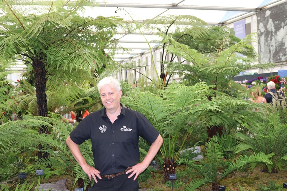 Billy strikes Kerry gold with his Chelsea Flower Show fern forest ...