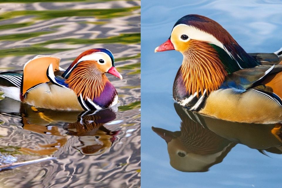 A rare Mandarin duck mysteriously appeared in New York and everyone ...