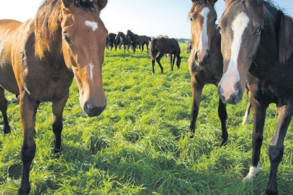 Graze anatomy | Irish Independent