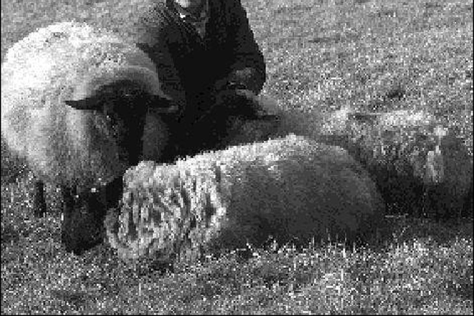 Savage dog attack on sheep in Lusk | Irish Independent