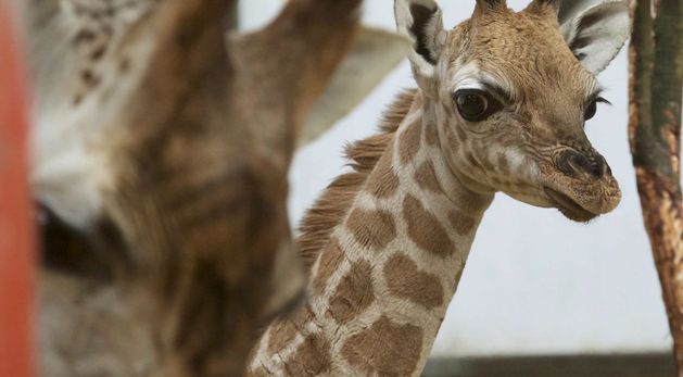 Roam with a view: baby giraffes stretch their legs | Irish Independent