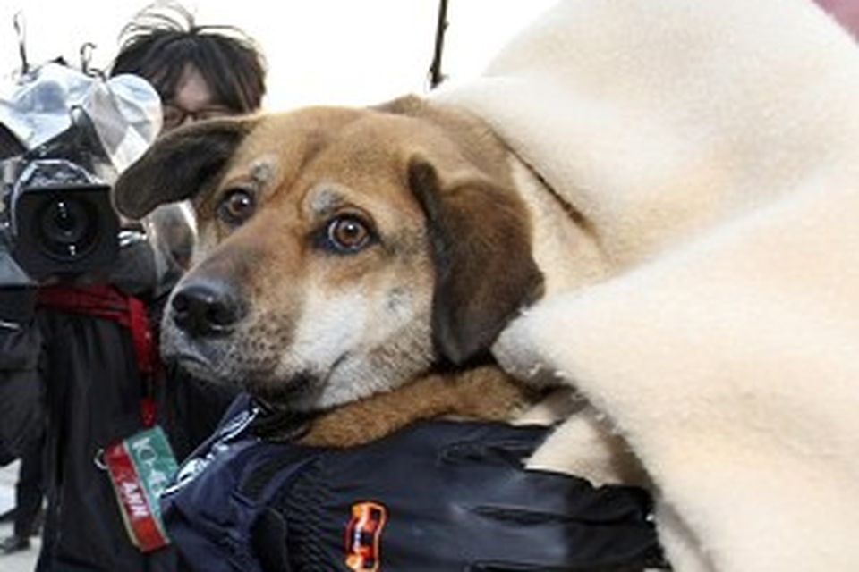 Tsunami dog and owner reunited | Irish Independent